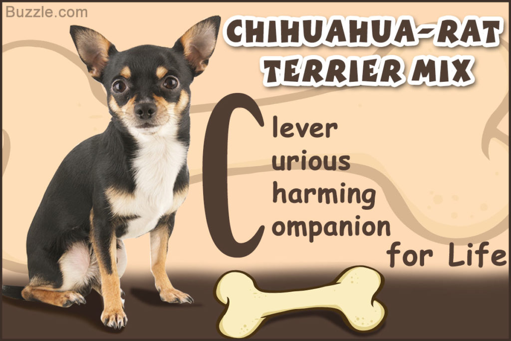 Little-known Facts About the Chihuahua-Rat Terrier Mix - DogAppy
