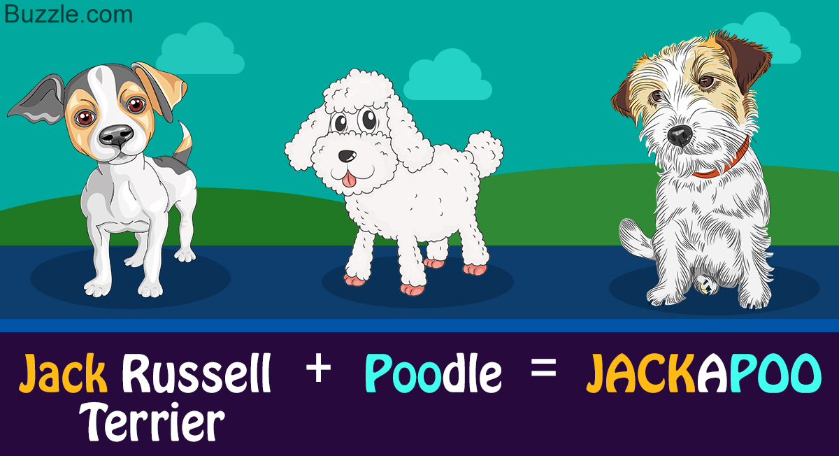 Personality Traits of a Jack Russell Terrier and Poodle Mix (Jackapoo ...