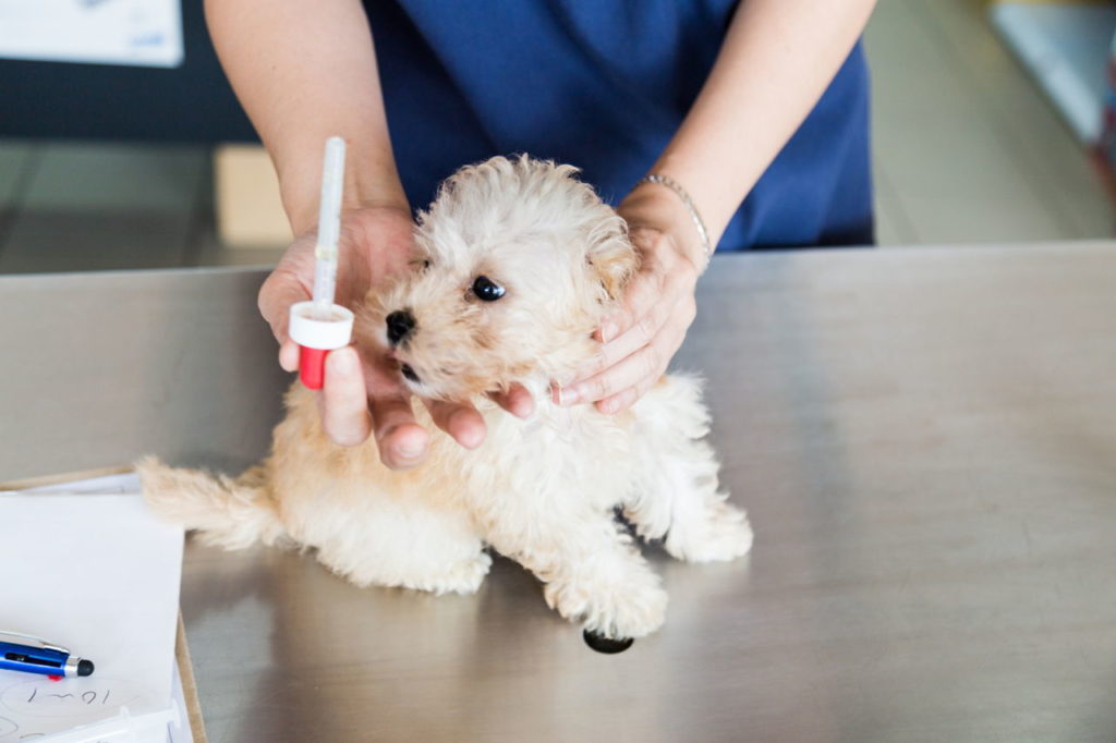 Treating Low Blood Sugar In Dogs DogAppy