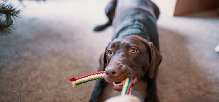 Female Dog Behavior After Spaying - Are These Changes Really Positive?